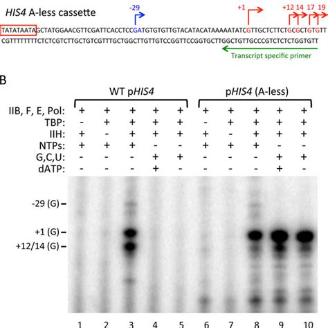 Nucleoside Triphosphate Requirements For In Vitro Transcription A The Download Scientific