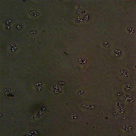 Bacteriaclassification Object Detection Dataset By Bacteria Classification