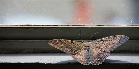 Black Witch Moth Symbolism What It Means When A Black Moth Lands On