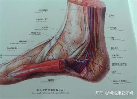康复基础 33张踝关节解剖高清图解，收藏必备！ 知乎