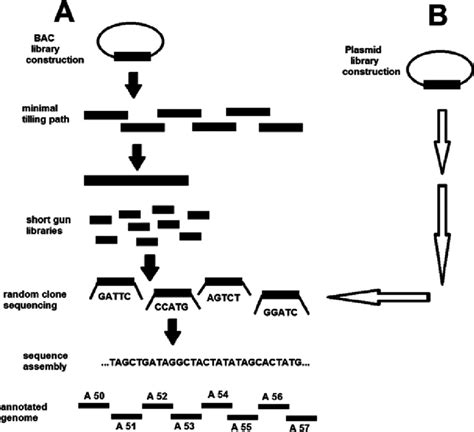 3 Main Approaches To Large Scale Sequencing Download Scientific Diagram