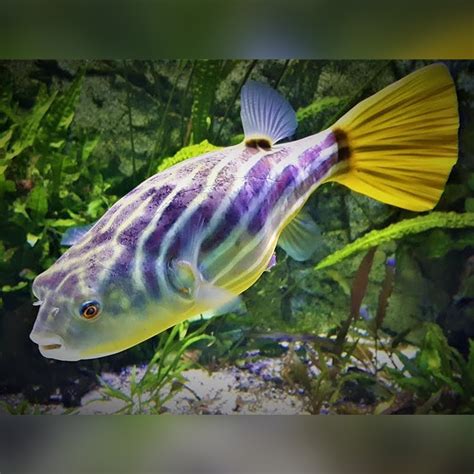 Fahaka Puffer Tetraodon Lineatus