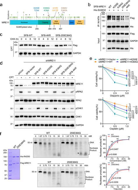 Mre11 Sumoylation Defects Relate To Cancer Development A Overlap Download Scientific Diagram