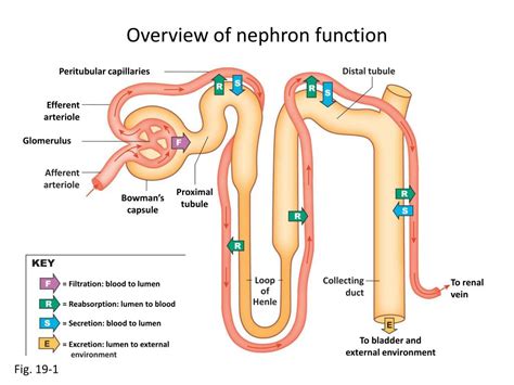 PPT Bio 449 Lecture 26 Renal Physiology II Nov 10 2010 PowerPoint