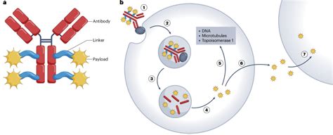 抗体偶联药物adc时代的到来（内附adc对照产品推荐） 武汉迈思生物