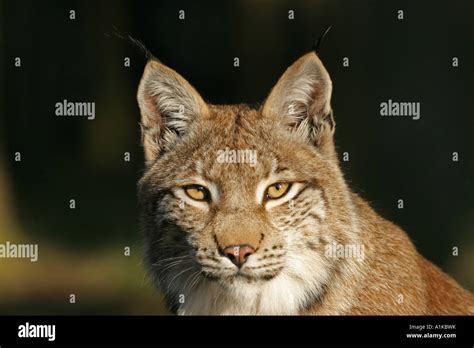 European lynx (Lynx lynx)Bavaria, Germany Stock Photo - Alamy