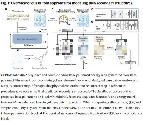 Nat Commun 通过碱基对基序能量实现rna二级结构的深度泛化预测 智源社区 Nat Commun 通过碱基对基序能量实现rna二级结构的深度泛化预测 智源社区