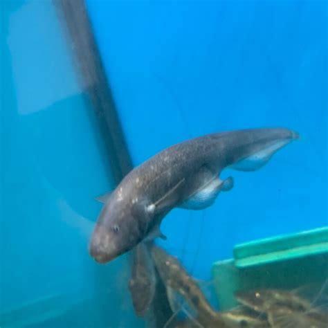 Knife Fish Exotic Fish Shop