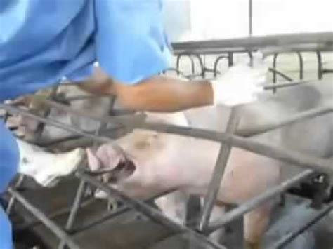 Toma De Muestra De Sangre En Cerdos Para Su Analisis Youtube