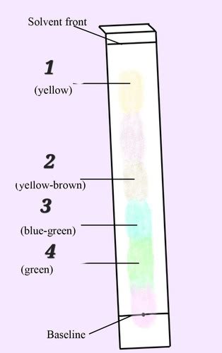 Photosynthesis Lab Flashcards Quizlet