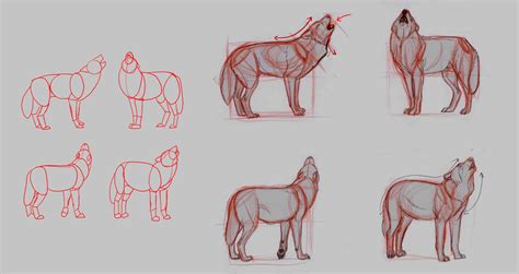 Wolf Anatomy Drawing At Getdrawings Free Download