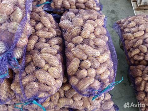 Картофель купить в Полтавской по низкой цене Товары для дома и дачи Авито 7270630466