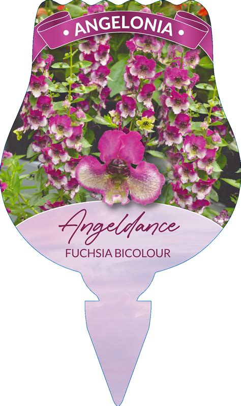 Angelonia Angeldance Fuchsia Bicolour Ball
