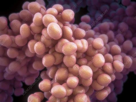 Staphylococcus Bacteria Illustration Stock Image C024 3404 Science Photo Library