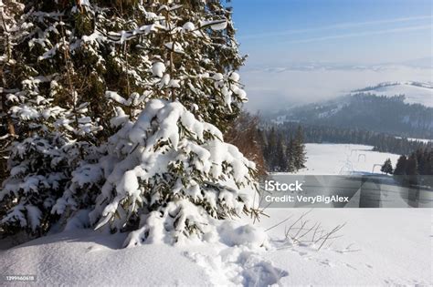 겨울 숲의 눈 덮인 소나무 가지 클로즈업 0명에 대한 스톡 사진 및 기타 이미지 0명 12월 1월 Istock