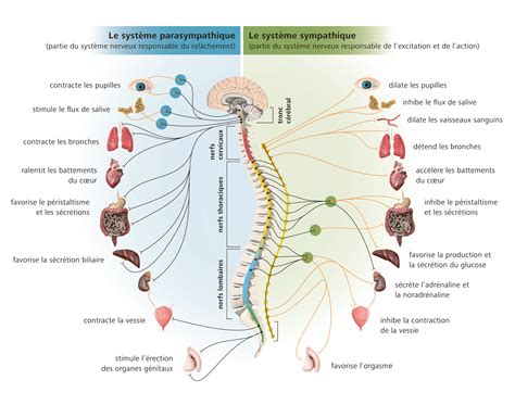 Système Nerveux Sympathique Et Parasympathique Pdf