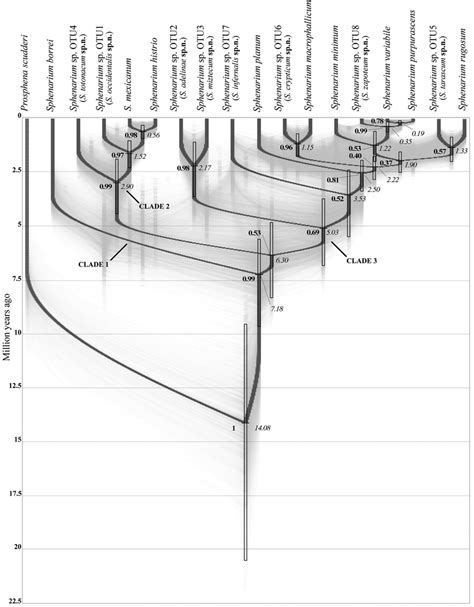 Species Phylogeny And Approximate Divergence Times Between Sphenarium