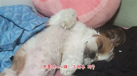 희한한 자세로 잠들기 일보전인 쪼롱이 Youtube