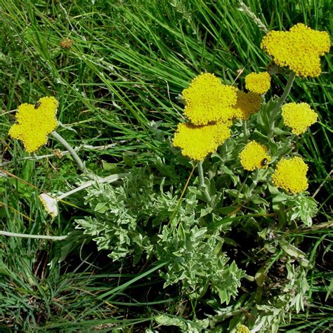 Helichrysum Odoratissimum Seeds Buy Online