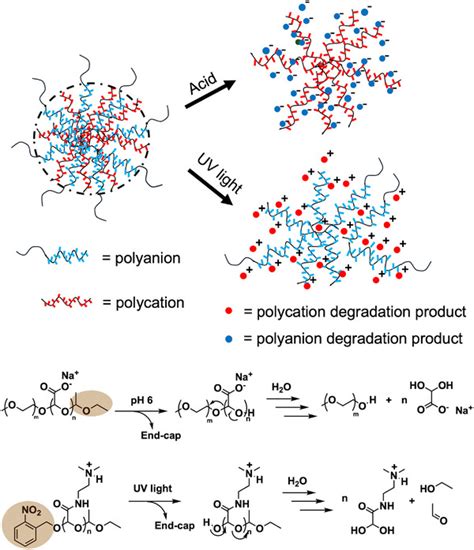 Self‐immolative Polyion Complexes Pmc