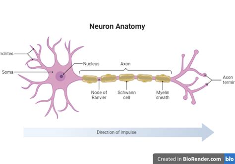 Draw The Structure Of A Neuron And Explain Its Function Edumarz