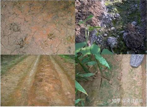 作物补氮进入新时代巴格尔有机缓释氮肥叶喷补氮高效更安全 知乎