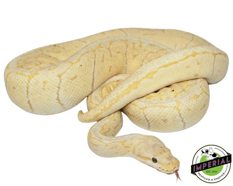 Banana Lemonblast Ball Python Adult For Sale Imperial Reptiles