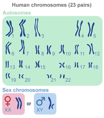 Autosomes Example Discuss Pedigrees For Characters On Autosomes And
