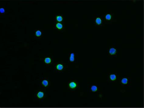 Anti Ifngr1 Antibody [062] Bsa And Azide Free Ab277133 Abcam