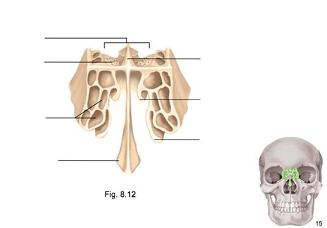 Ethmoid Diagram Quizlet