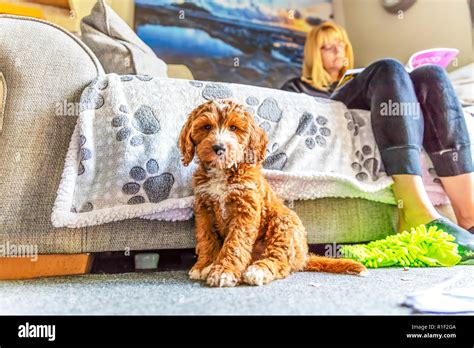 Chiots Cockapoo Cocker Caniche Croisée Chiot Chiots Cockapoo Cockapoo Rouge Et Blanc