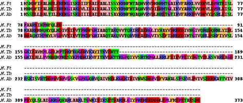 Multiple Sequence Alignment Of M Fortuitum Putative Transcription