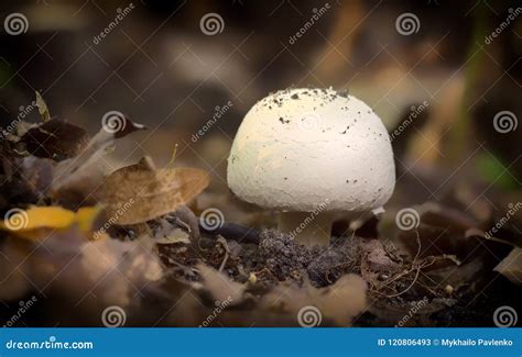 Agaricus Bitorquis Agaricus Rodmani Torq The Banded Agaric Spring