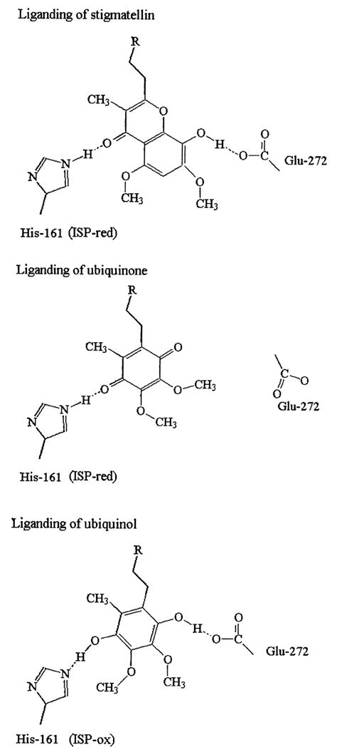 Pathways For Proton Release During Ubihydroquinone Oxidation By The Bc1