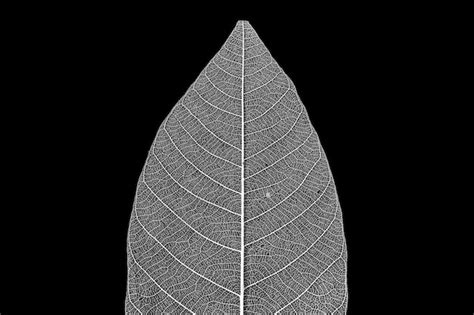 Premium Photo Skeleton Of Leaf On Black Background