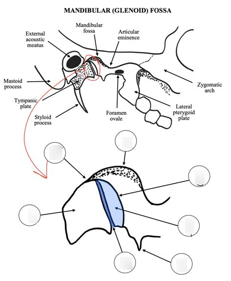 Glenoid Fossa Mandibular Temporal Mandible Bone Condyle Receives Arch Concavity Root Zygomatic