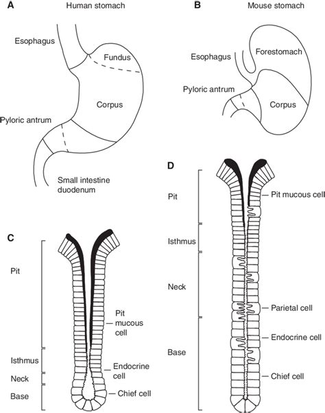 Stomach Antrum Anatomy Abdomen Pelvis And Perineum Anatomy