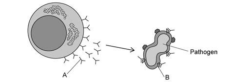 Diseases And Immunity Cambridge Cie Igcse Biology Exam Questions