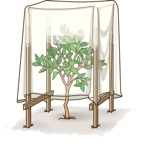 Protect Plants From Frost Sunset Magazine