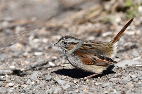 20 Species Of Sparrows In South Carolina Id And Song Guide Bird