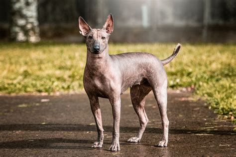 Perro Xoloitzcuintle Conoce Al Calvo Mexicano Una De Las Razas Más
