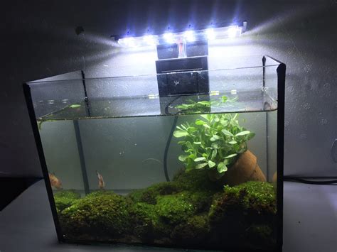 โหลปลา โหลกุง ตู้ปลา 8 นิ้ว พร้อมหญ้าปูพื้น และหลอดไฟ ขนาดตู้ปลา10x20x15 Cm Ryder Trading