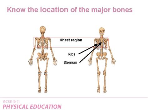 Applied Anatomy And Physiology 1 1 A The