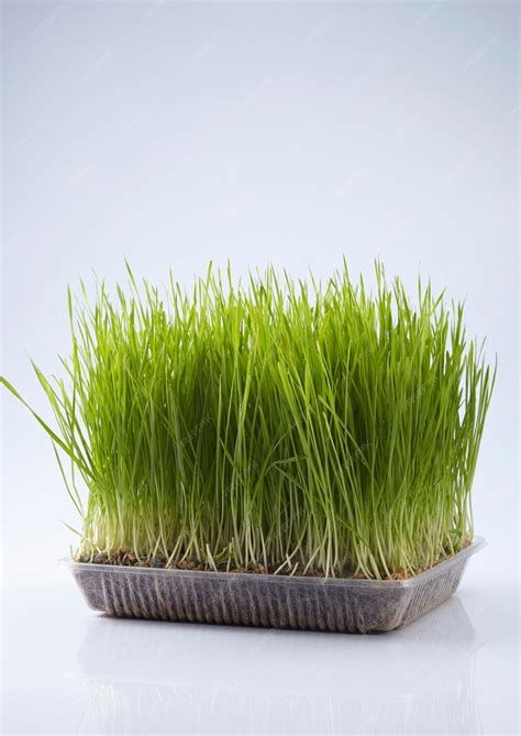 Premium Photo Wheatgrass Growing In Small Container Against White
