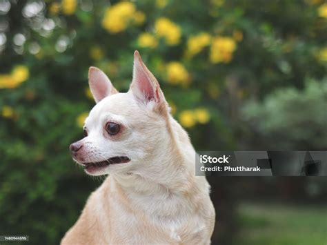귀여운 갈색 단발 머리 치와와 강아지가 정원에 앉아 호기심 어린 눈으로 바라보고 있다 공간을 복사합니다 가축에 대한 스톡 사진 및 기타 이미지 Istock