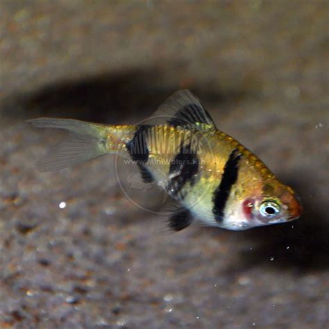 Dawkinsia Rohani Rohans Barb Shop Miniwatersfish Online