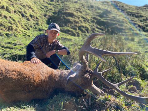 Deer Hunting New Zealand Red Deer Iguidenz Safe Free Range Hunts