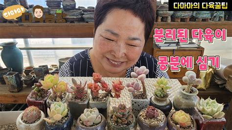 다마마의 다육꿀팁 분리된 다육이 버리지 마시고 콩분에 심어보세요~ Youtube