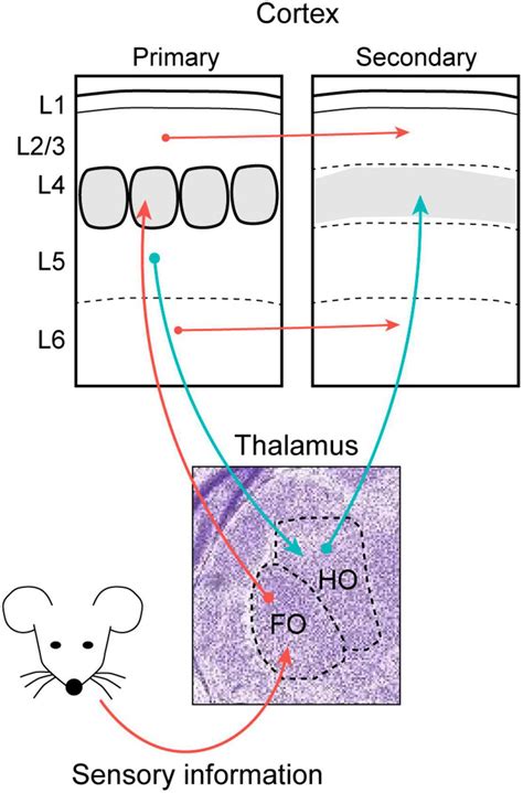Frontiers Building Thalamic Neuronal Networks During Mouse Development