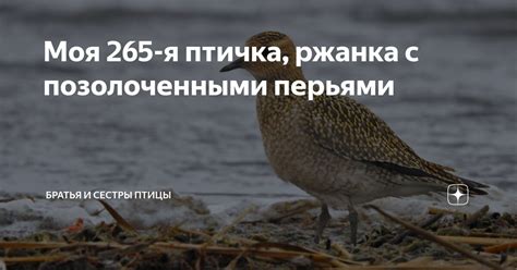 Моя 265 я птичка ржанка с позолоченными перьями Братья и сестры птицы Дзен